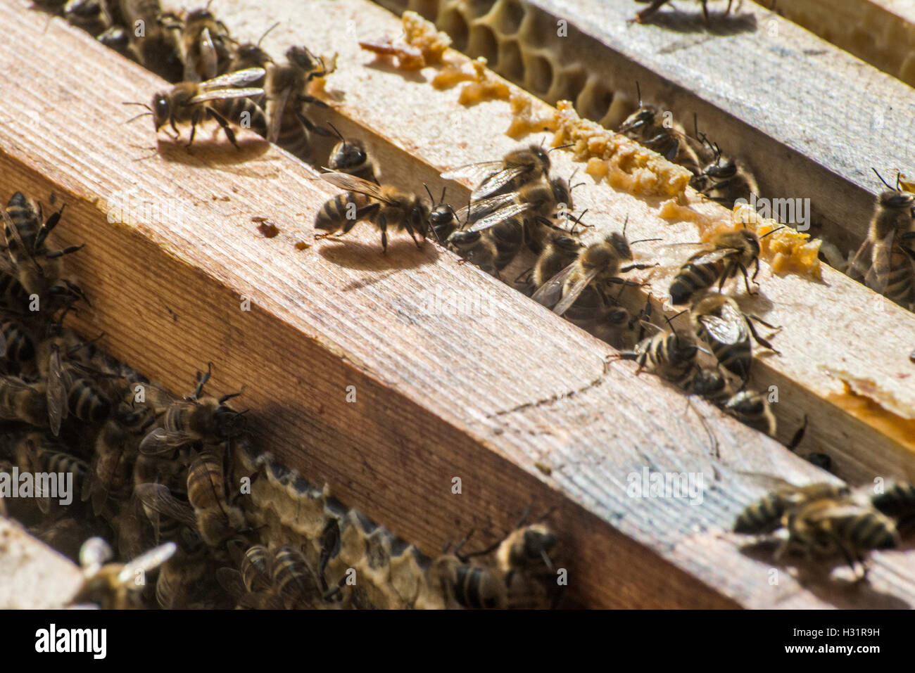Honey bee beehive fly in Wax Frame honey carry pollum 2 Stock Photo - Alamy