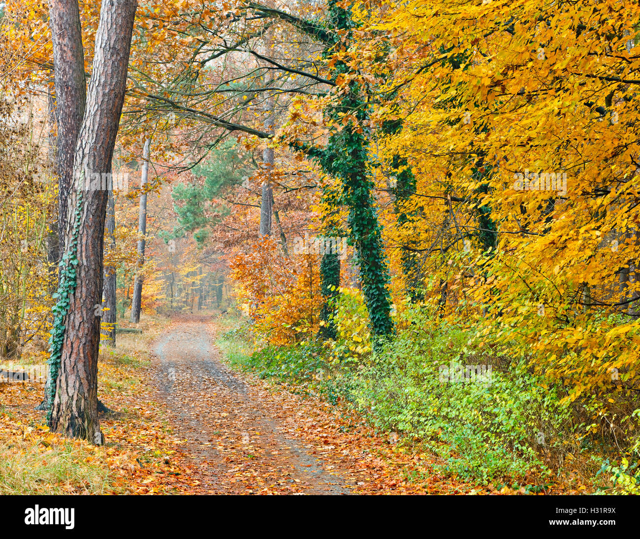 Pathway in the autumn forest Stock Photo - Alamy