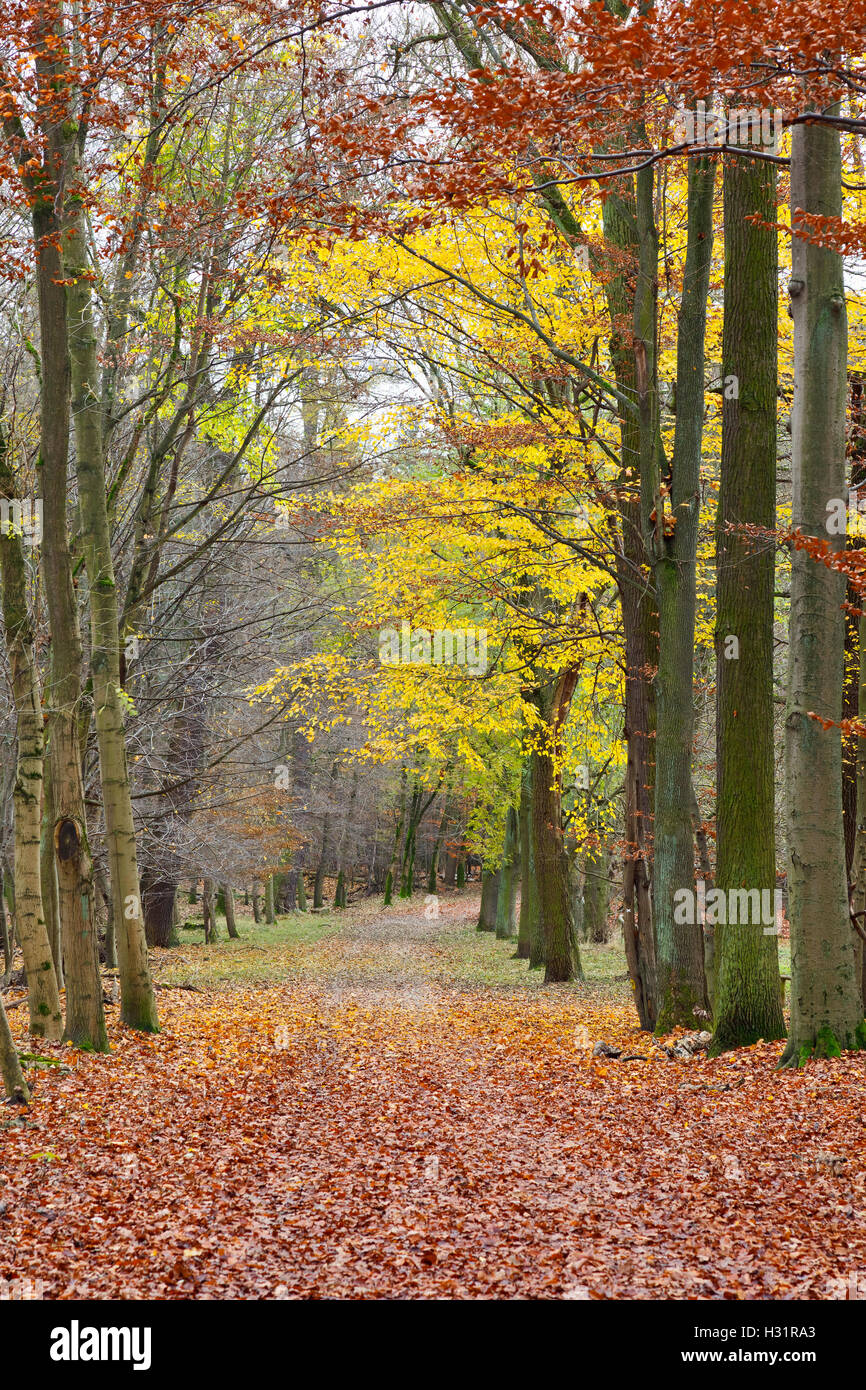 Pathway in the autumn forest Stock Photo - Alamy