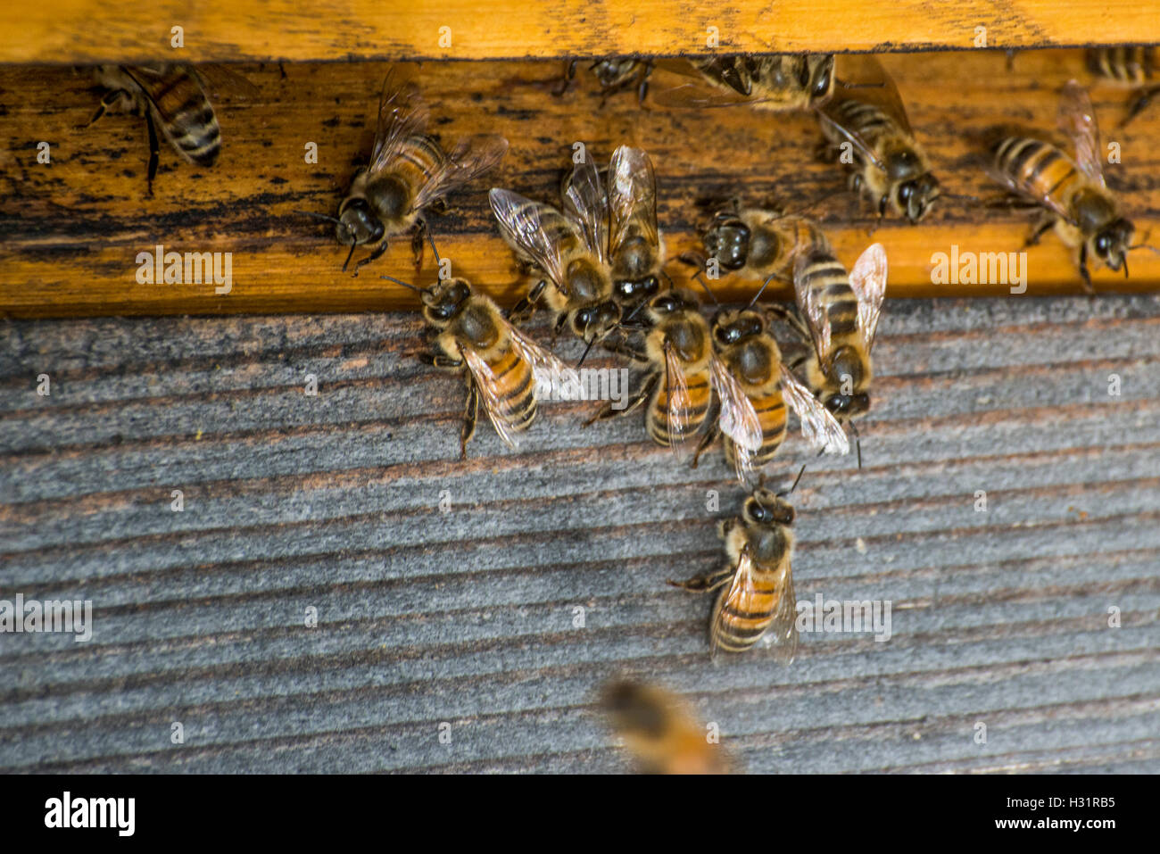 Honey bee beehive fly in Wax Frame honey carry pollum 4 Stock Photo - Alamy