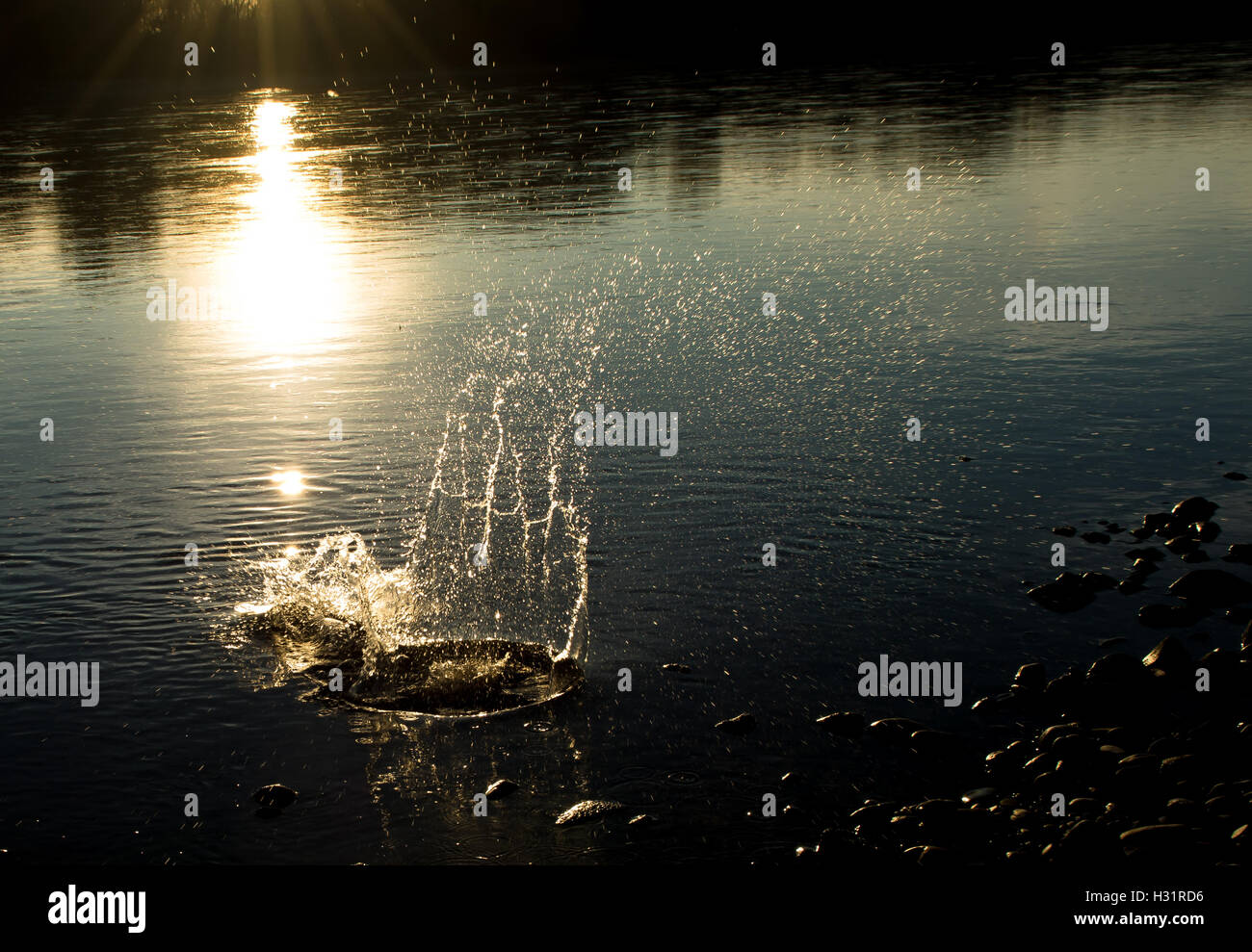 Stone Falls Into Calm Water Stock Photo - Alamy
