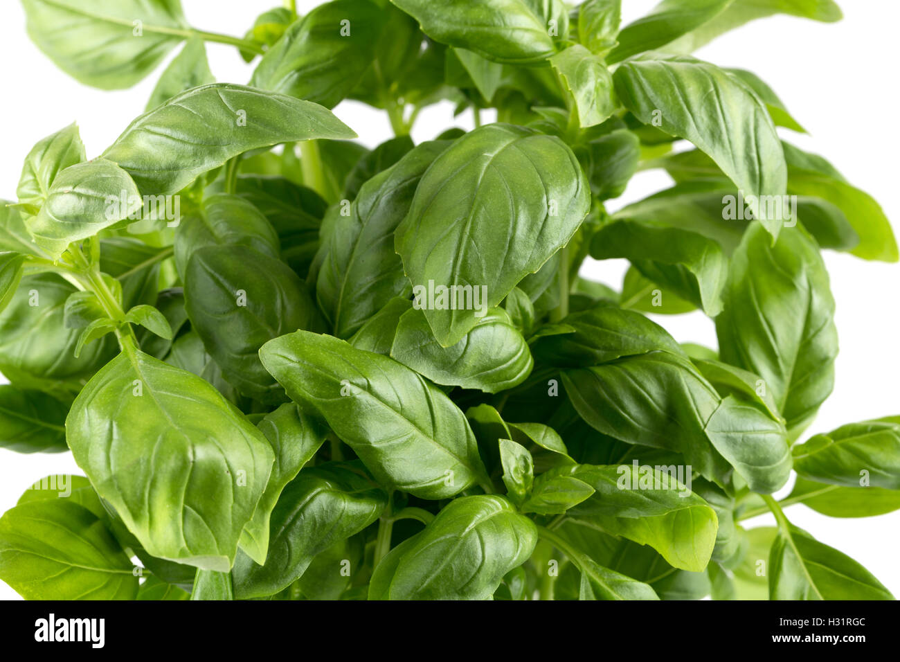 Fresh green leaf basil isolated on a white background Stock Photo - Alamy