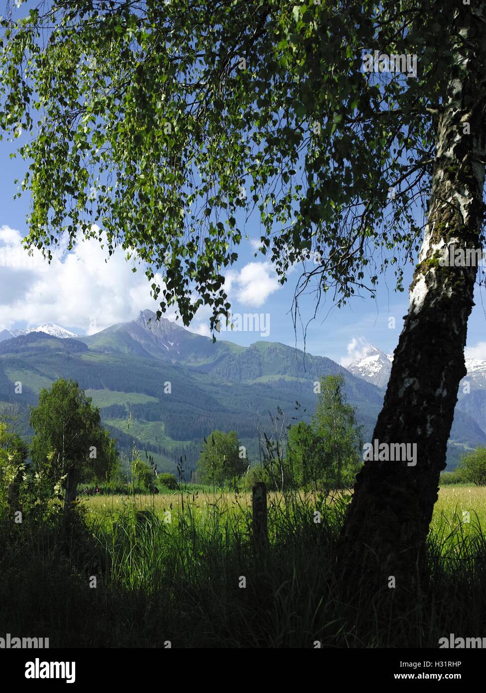 Mountain, birch tree and sunny day Stock Photo - Alamy