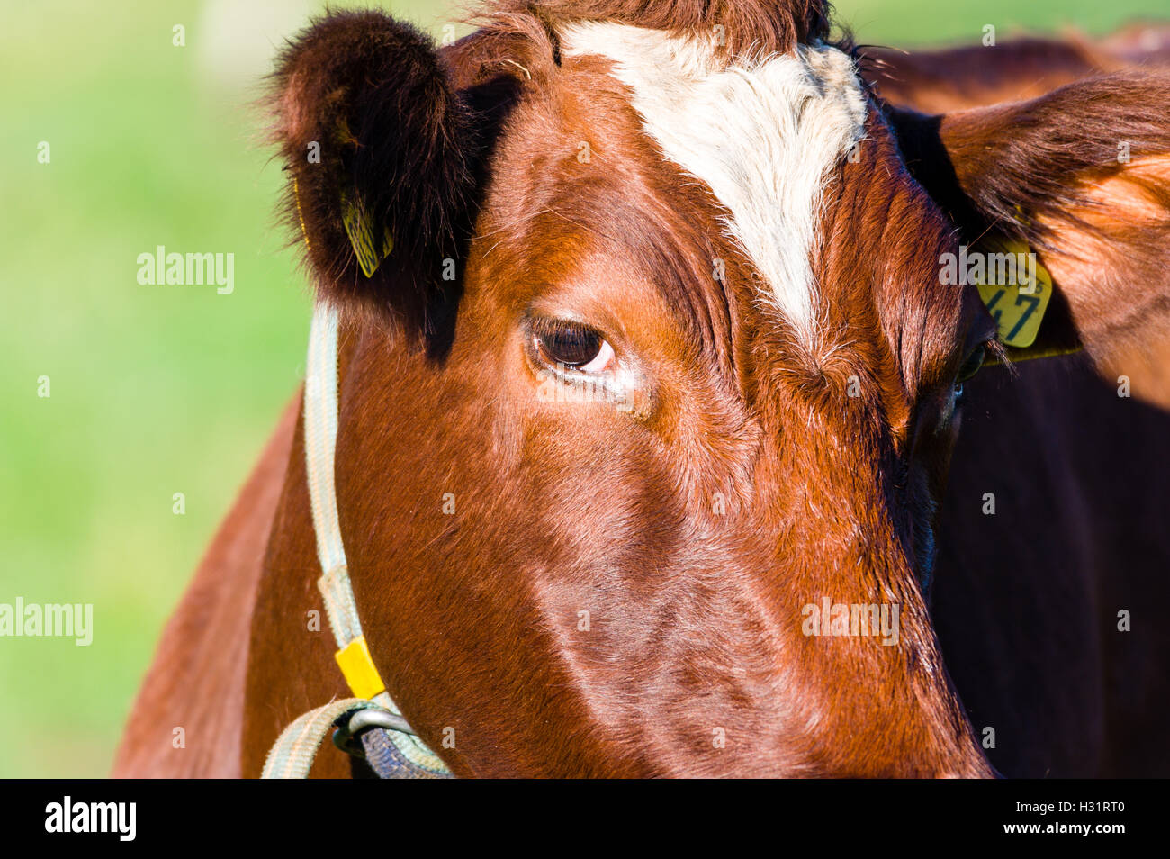 Norway, klepp. Closeup of cow, Sele Stock Photo - Alamy