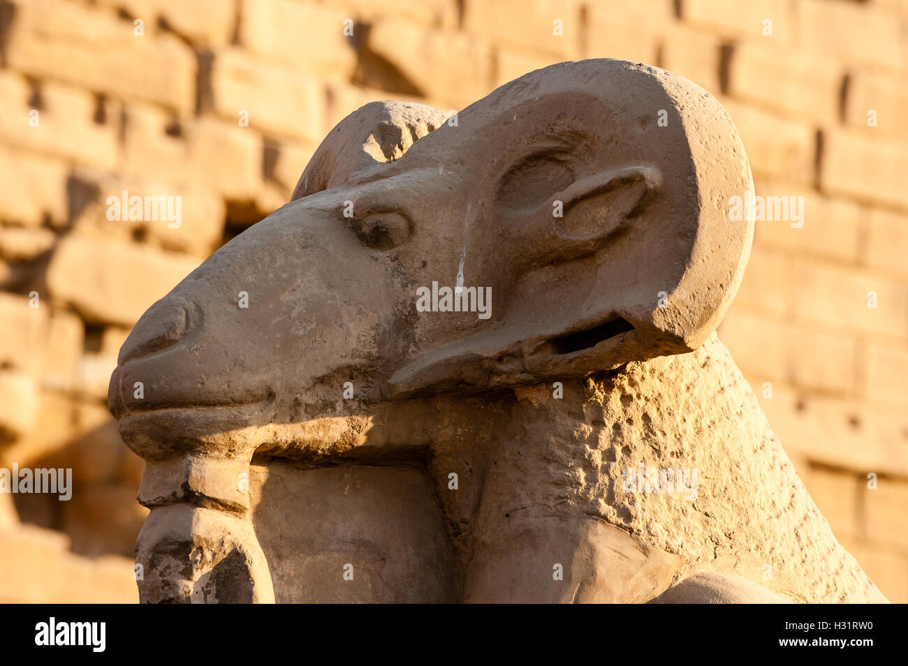 Sheep important animals in hi-res stock photography and images - Alamy