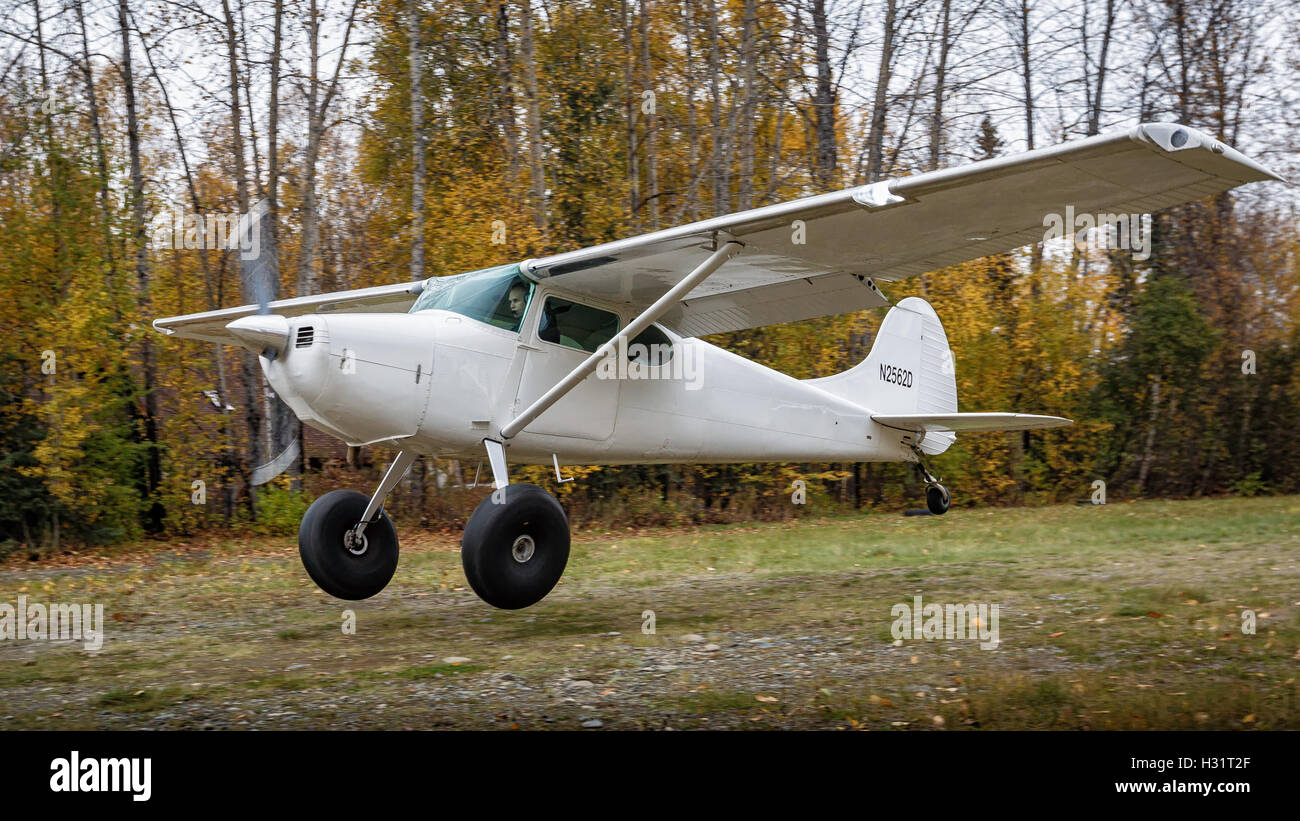 Cessna 170 Takes off from Talkeetna Airport in Alaska Stock Photo - Alamy
