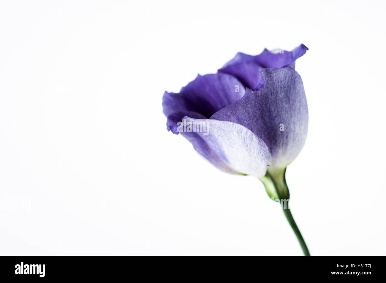 A single blue flower on a white background Stock Photo - Alamy