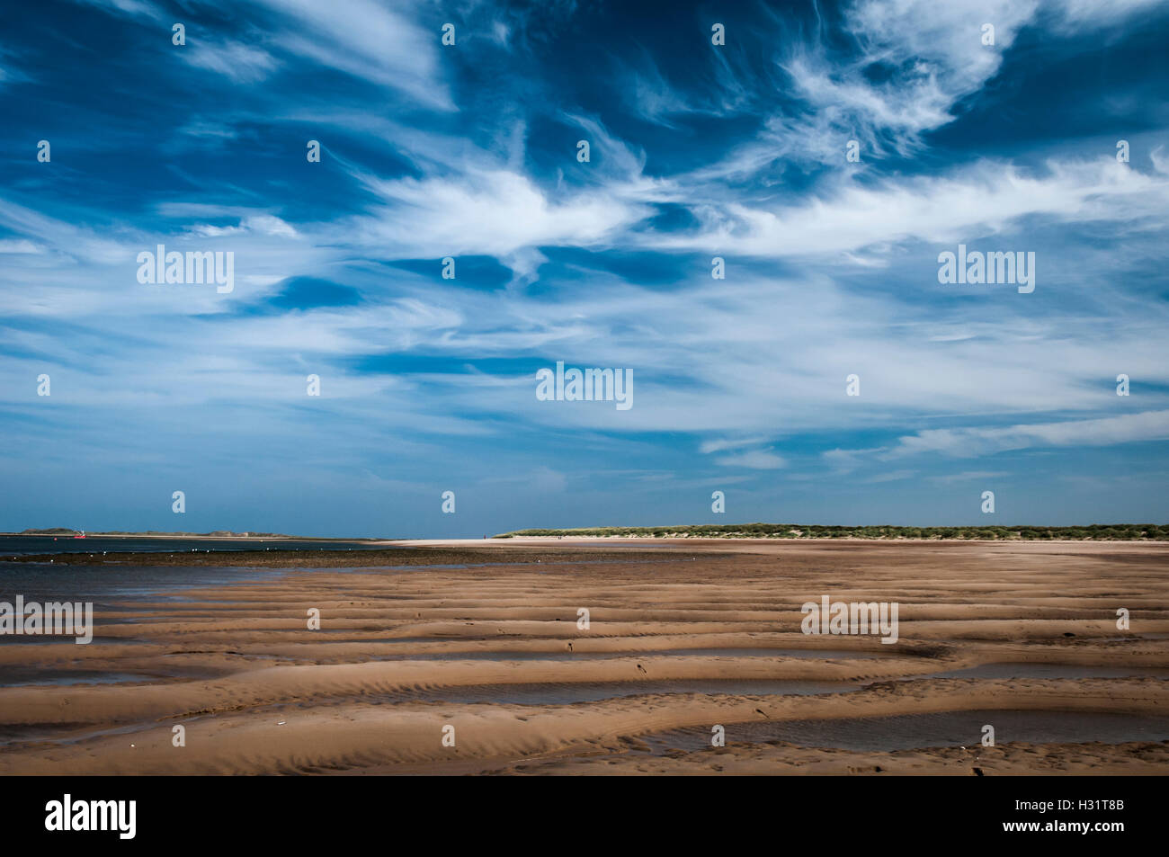 A wide wind swept beach with blue sky and white clouds on the Norfolk ...