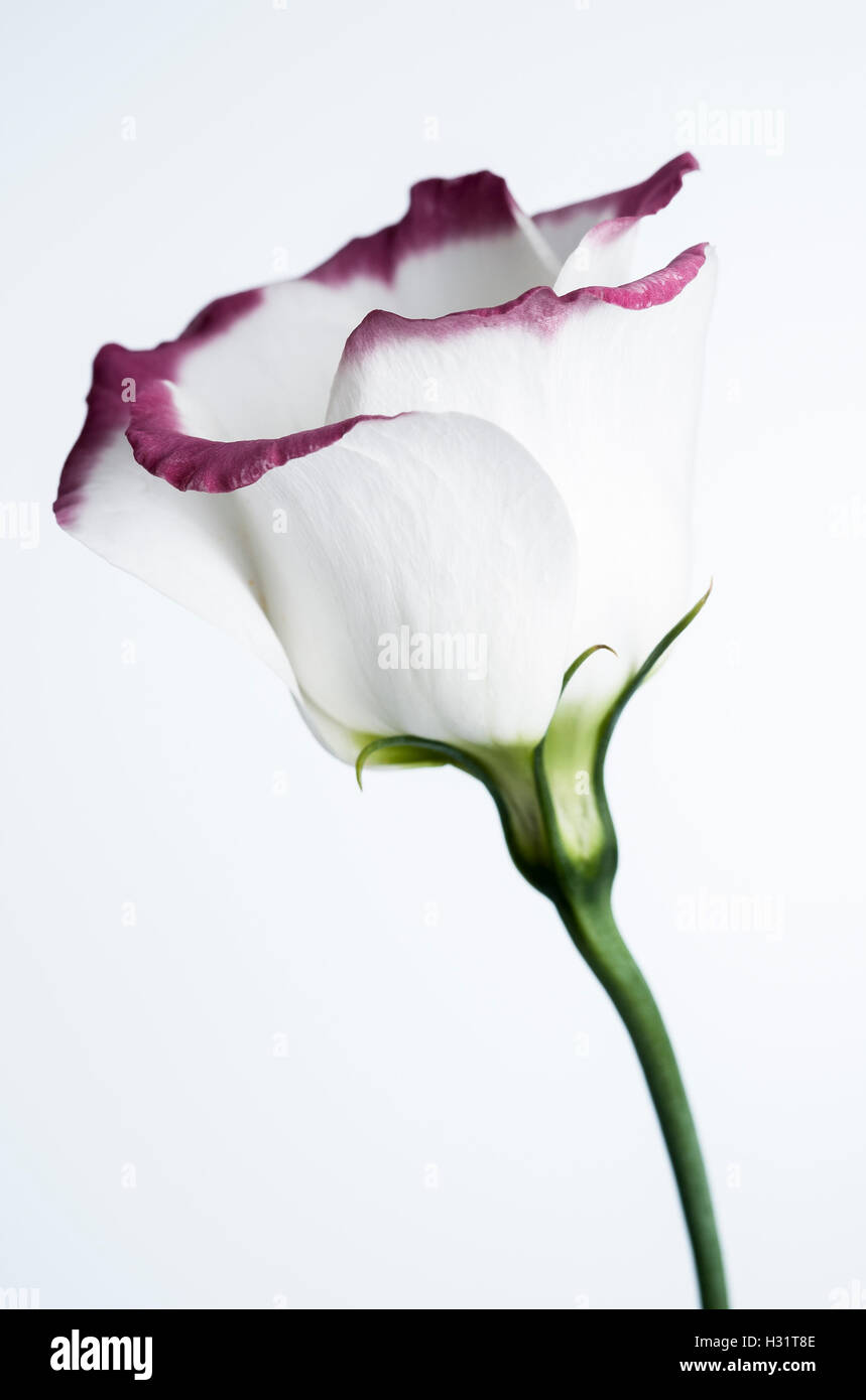 A white flower against a pale white background Stock Photo - Alamy