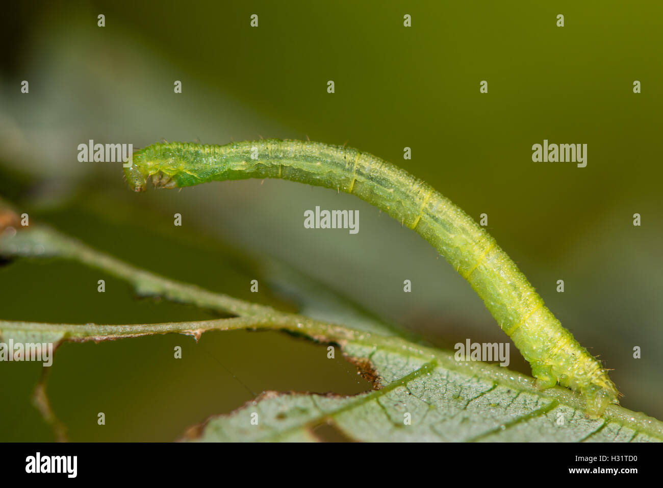 Currant pug (Eupithecia assimilata) moth caterpillar. Larva of moth in ...