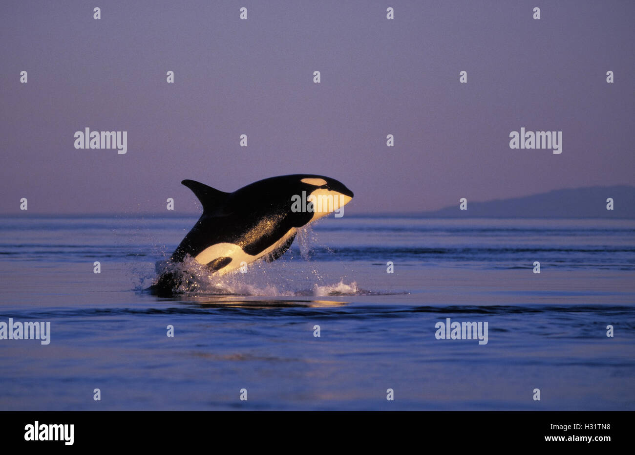 Killer Whale Jumping Sunset