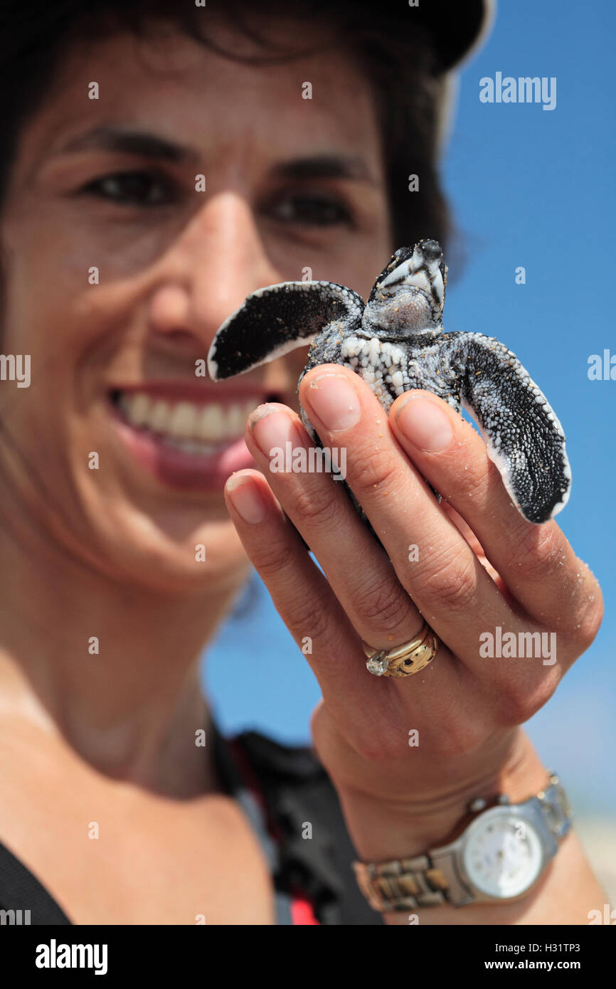 Baby leatherback turtles hi-res stock photography and images - Alamy