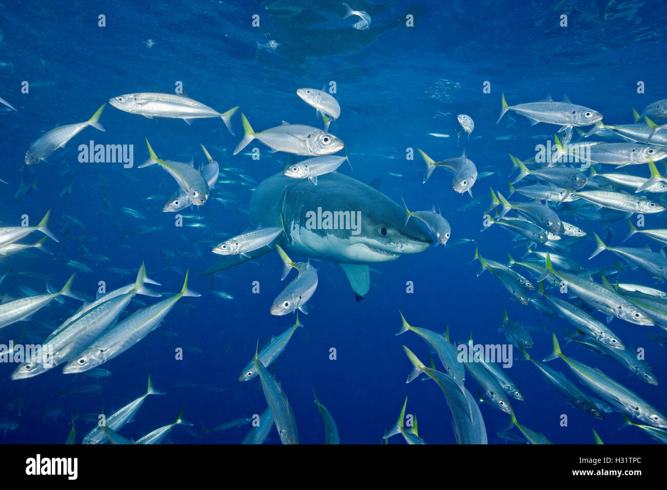 Great White Shark (Carcharodon carcharias) swimming through school of ...