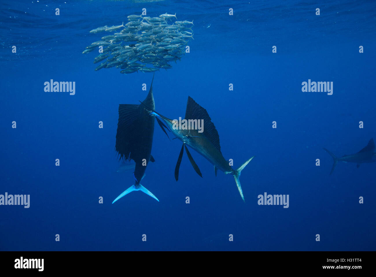 Istiophorus albicans hi-res stock photography and images - Alamy