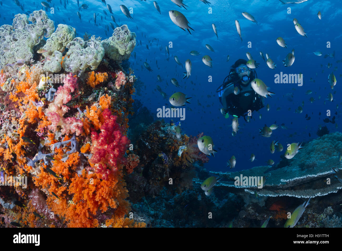 Damselfish (Chromis sp.) and fusiliers streaming over reef covered in ...