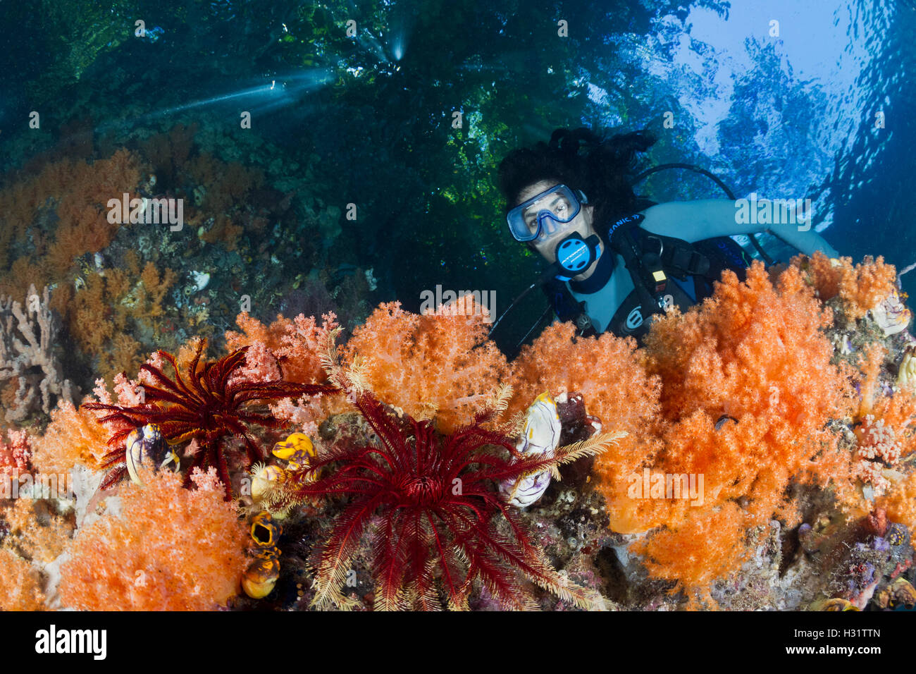 scuba diver (model released) admires soft corals (Dendronephthya sp ...