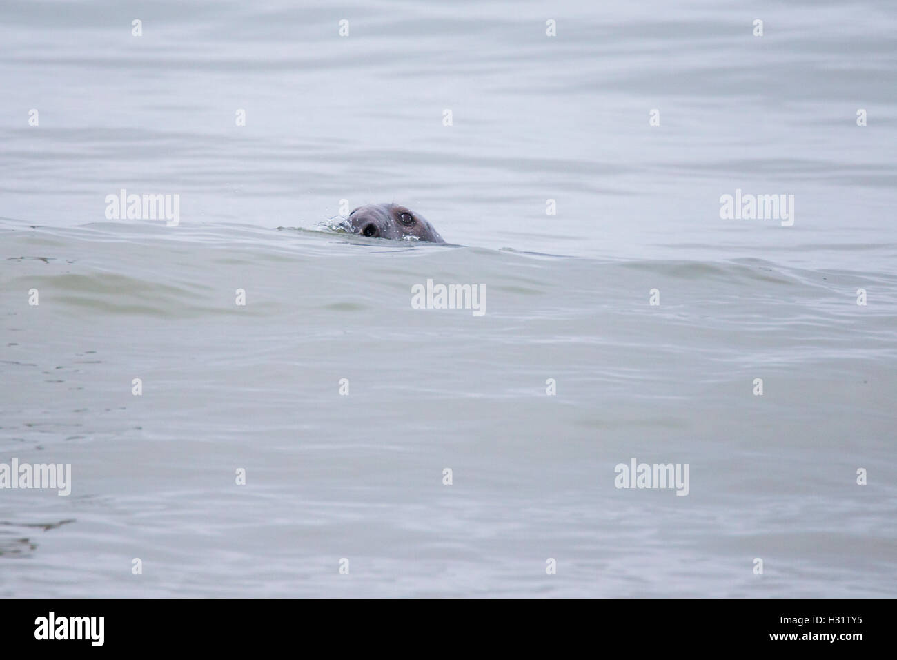 Cape cod peninsula hi-res stock photography and images - Alamy