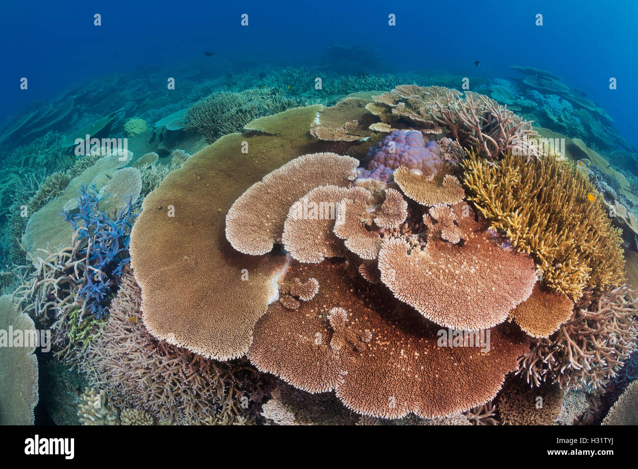 QZ0910-D. healthy coral reef with impressive hard coral coverage, huge ...