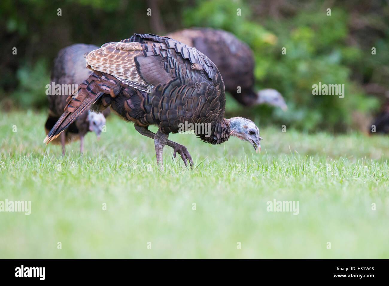 Wild turkeys feeding in the morning light Stock Photo - Alamy