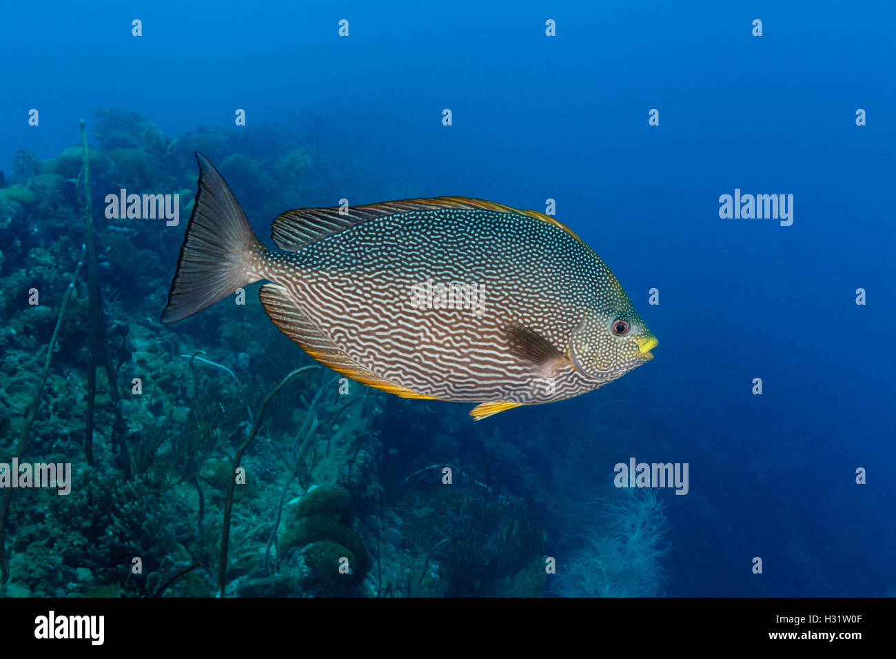 QZ40180-D. Java Rabbitfish (Siganus javus) overtop SS Yongala shipwreck ...