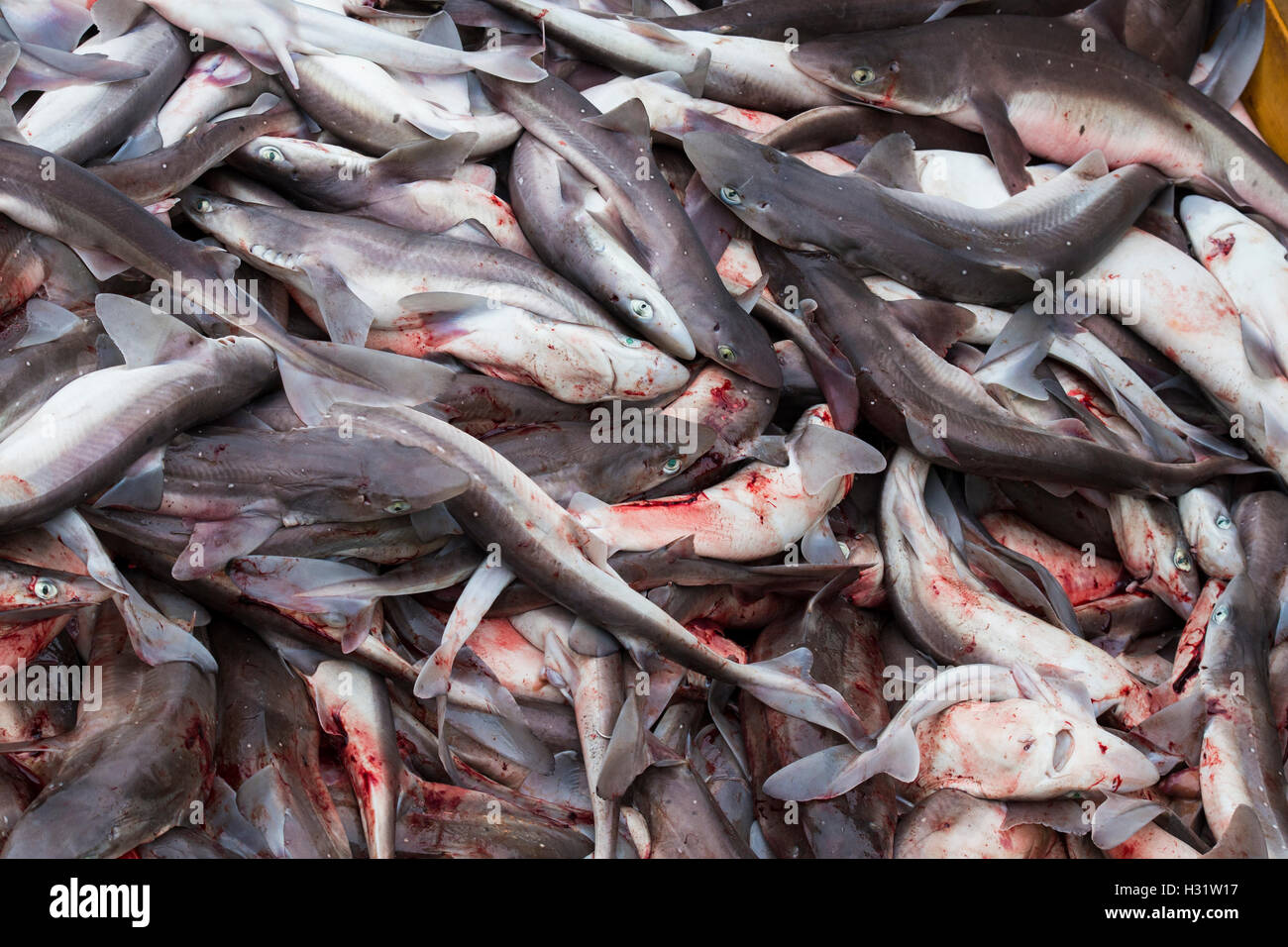 Sharks on the fish market in Cape Cod, USA Stock Photo - Alamy