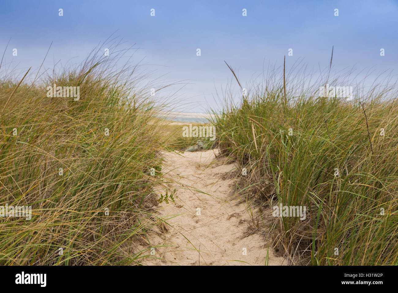 A beach on the Cape Cod with sand dunes Stock Photo - Alamy
