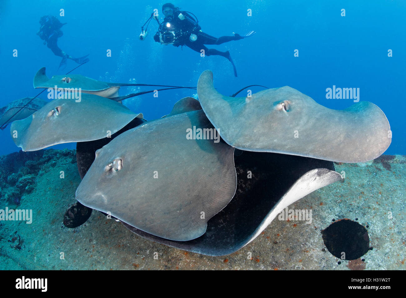 QZ51697-D. Marbled Stingray (Taeniura meyeni) and smaller Pink Whiprays ...