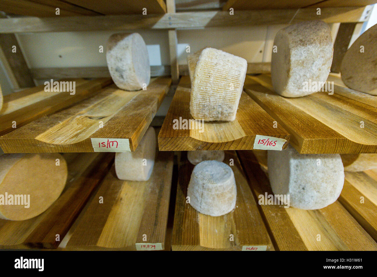 Goat farming in maine hi-res stock photography and images - Alamy