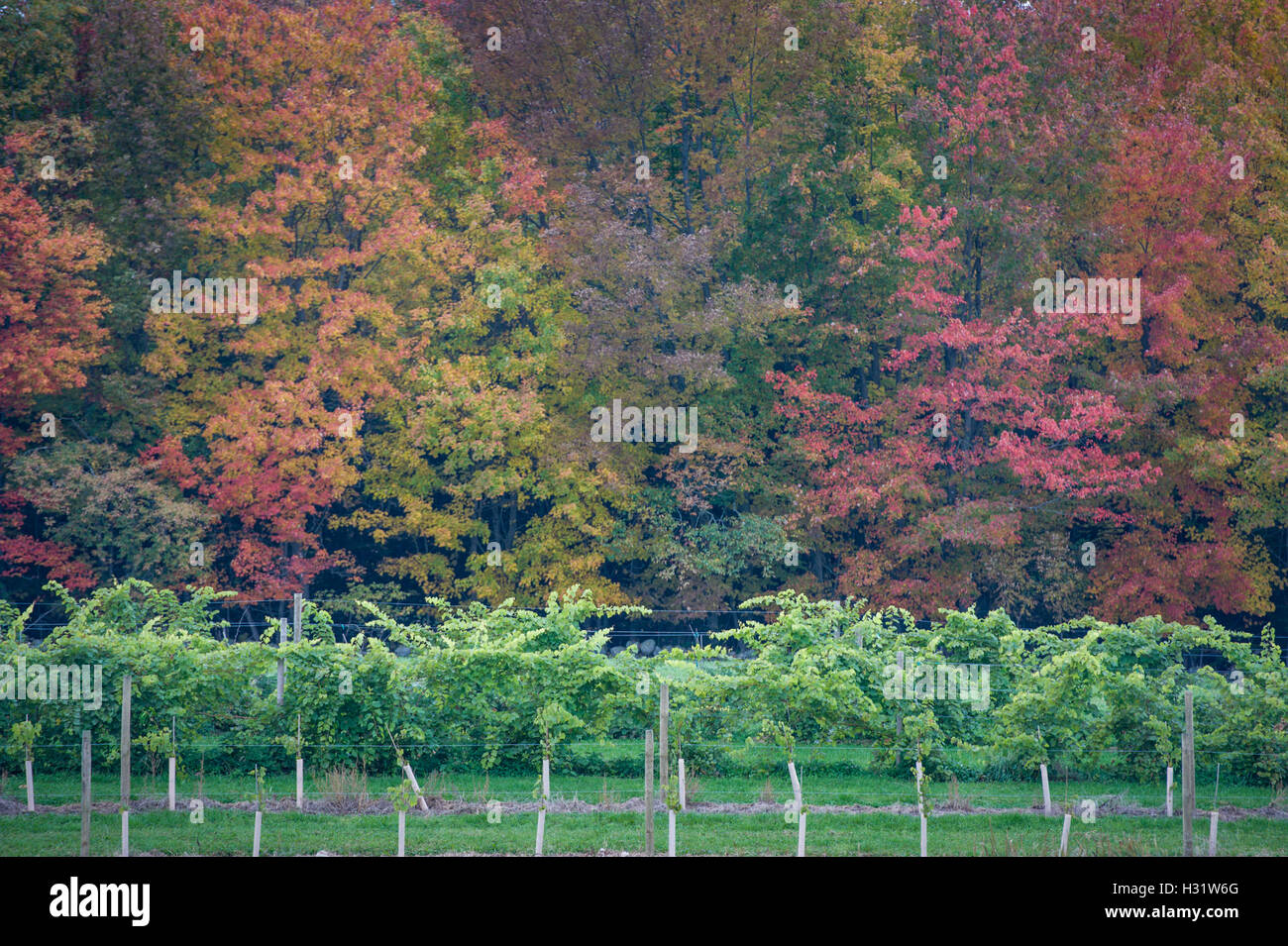 Autumn grapes vineyard hi-res stock photography and images - Alamy