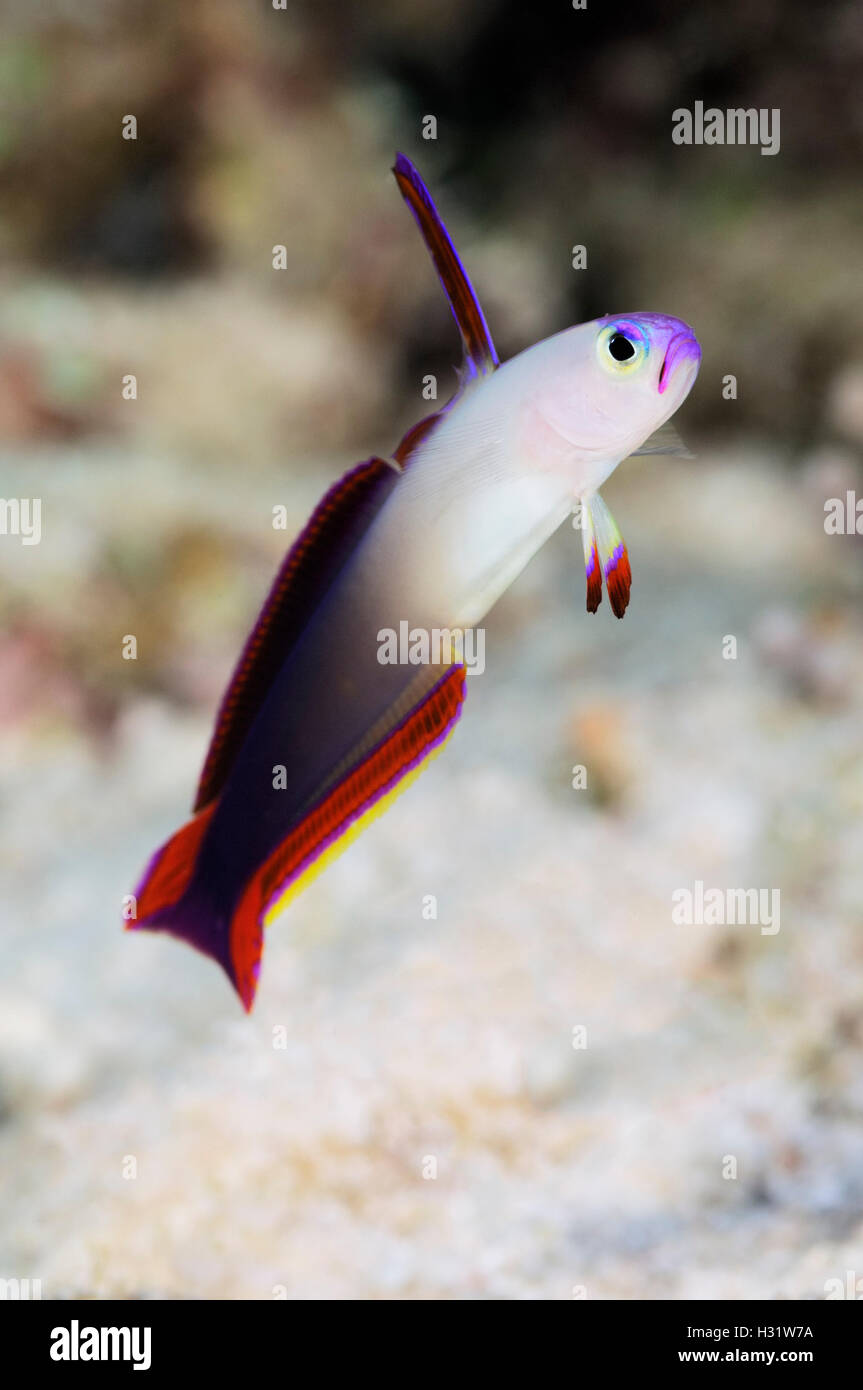 QZ73880-D. Fire Dartfish (Nemateleotris magnifica). Australia, Great ...
