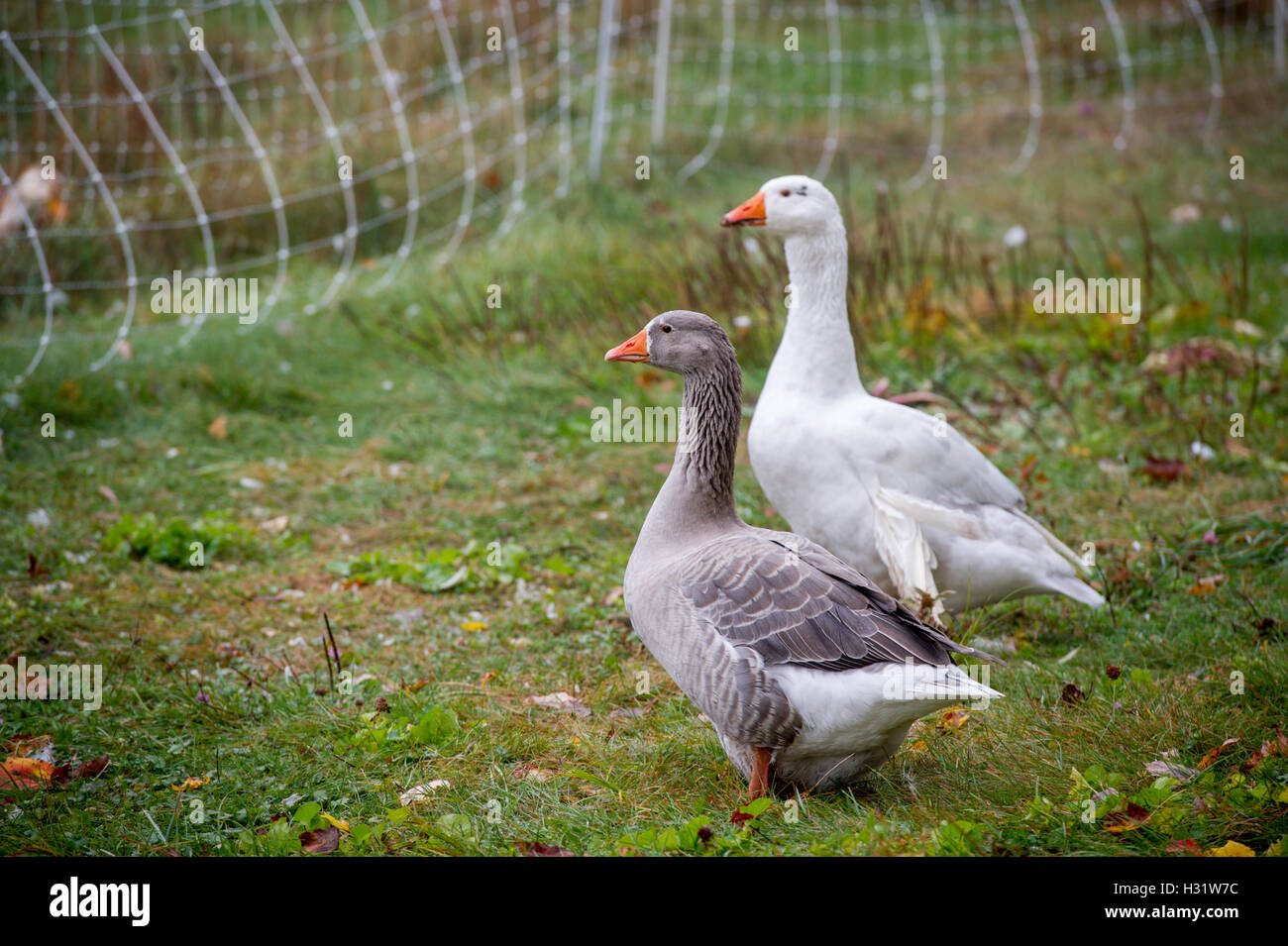 Domestic Greylag Geese (Anser anser) on a farm in Harrison, Maine Stock ...