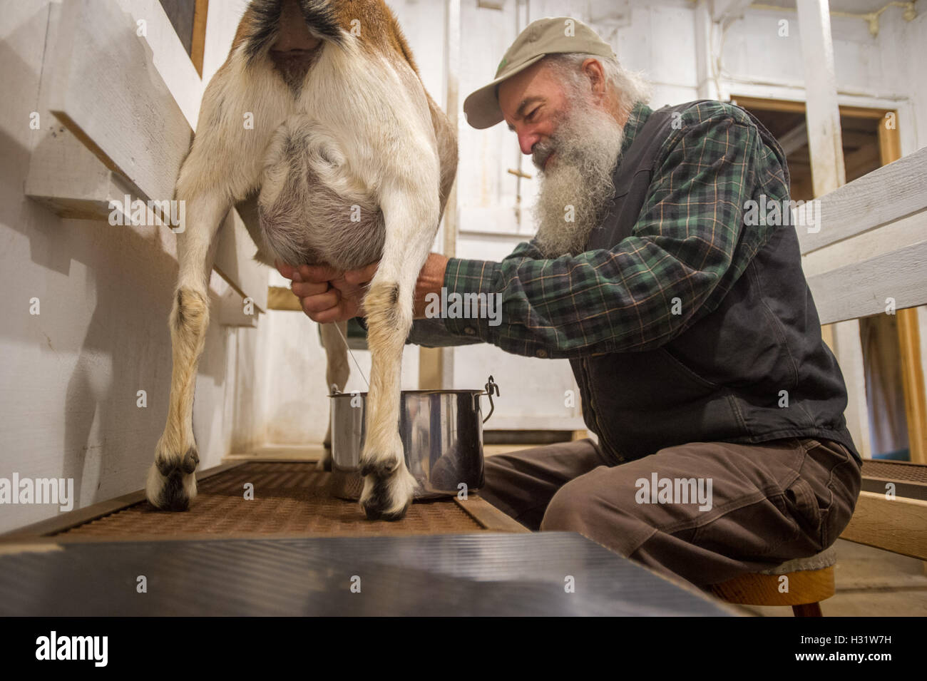 Milking farmer hi-res stock photography and images - Alamy