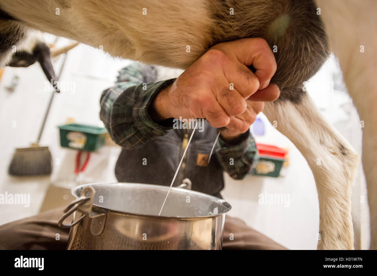 Close-up of a farmer's hand milking a goat on a dairy farm in Harrison ...
