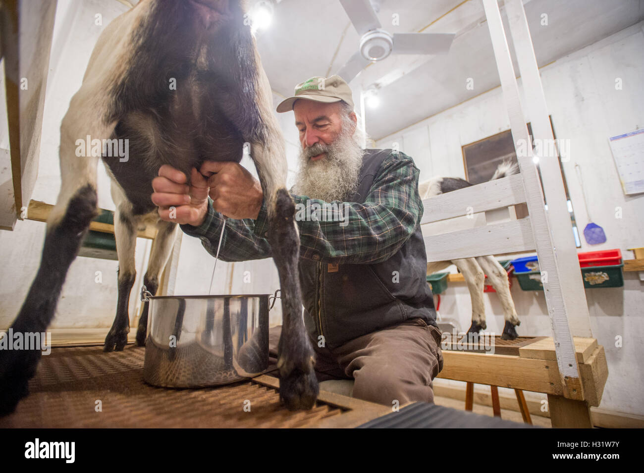 Farmer milking a goat on a dairy farm in Harrison, Maine Stock Photo ...