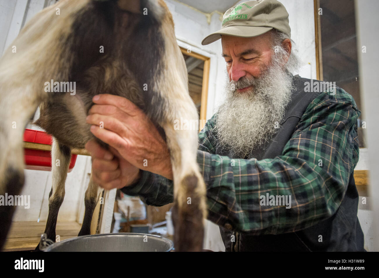 Milking goat hi-res stock photography and images - Alamy
