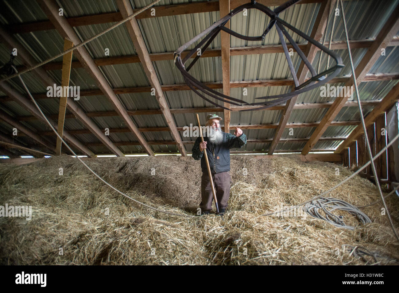 Farmer with a Louden hay carrier inside of a bar on a dairy farm in ...
