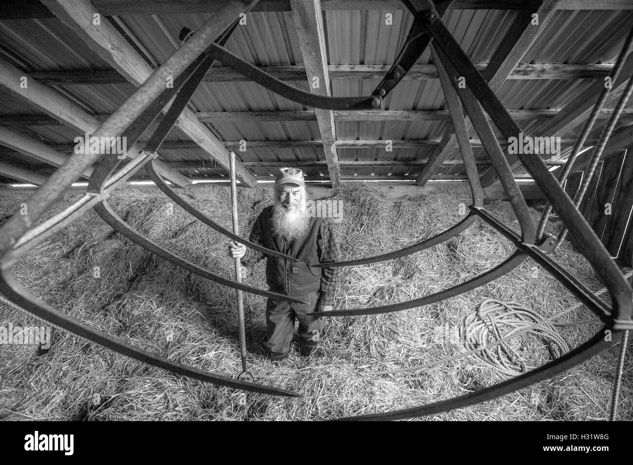 Farmer with a Louden hay carrier inside of a bar on a dairy farm in ...