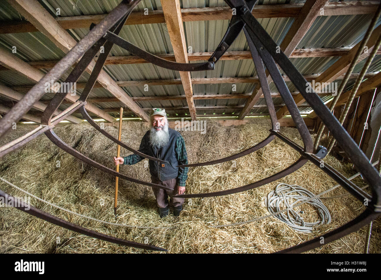 Farmer with a Louden hay carrier inside of a bar on a dairy farm in ...