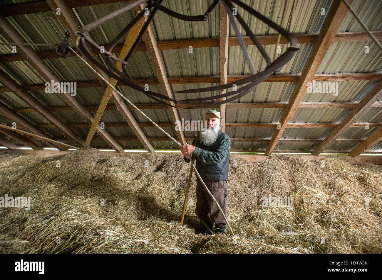 Farmer with a Louden hay carrier inside of a bar on a dairy farm in ...