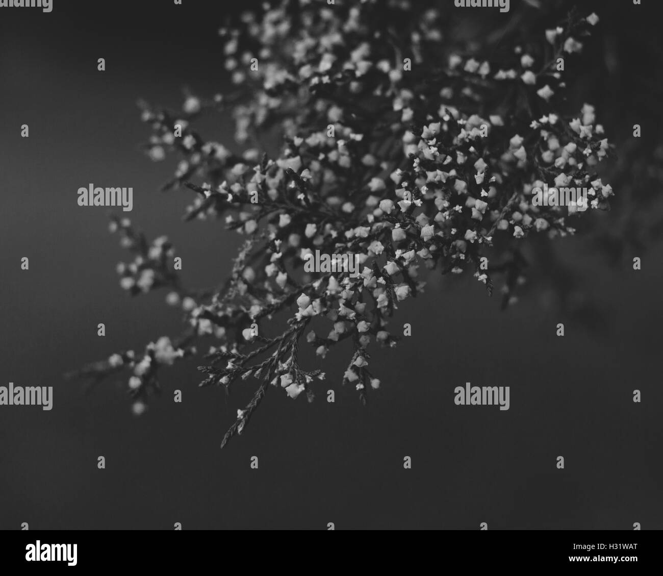 Grey matter hi-res stock photography and images - Alamy