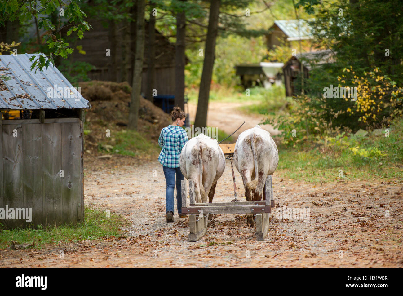 Yoke of oxen hi-res stock photography and images - Alamy