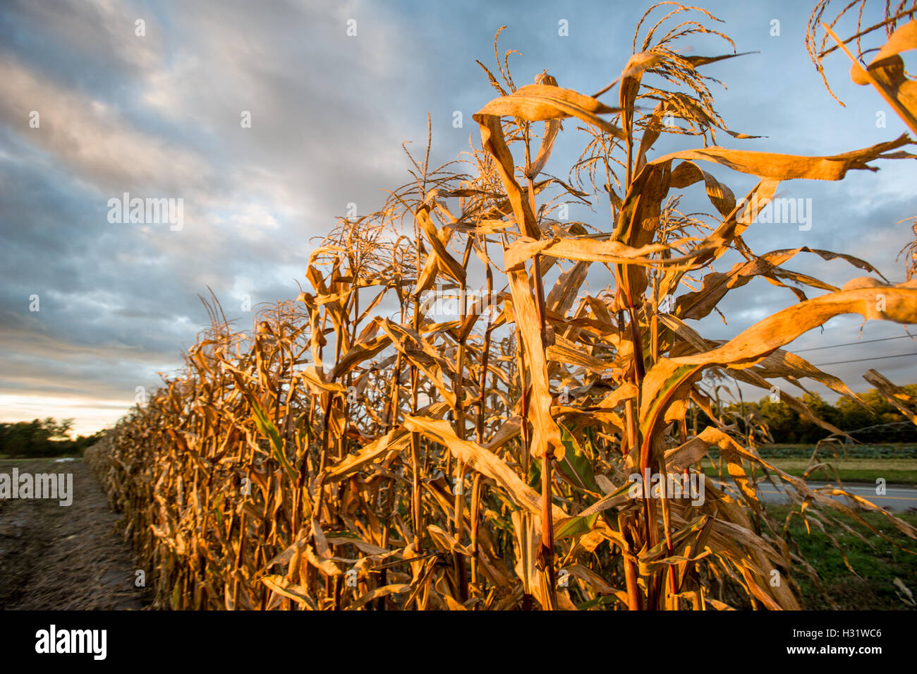 Corn cornstalks hi-res stock photography and images - Alamy