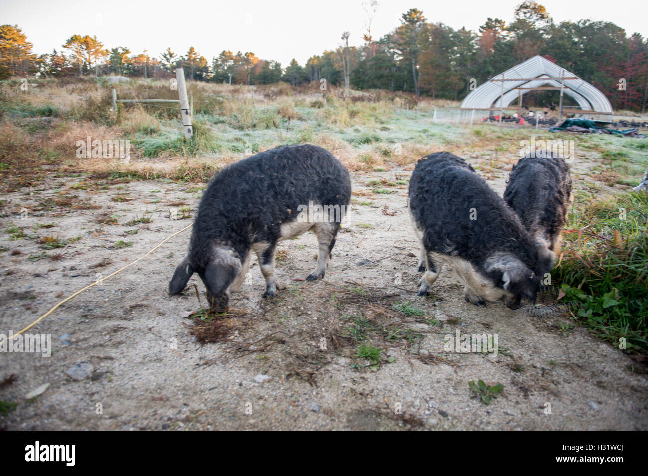 Mangalica Pigs on a farm in Freeport, Maine Stock Photo - Alamy