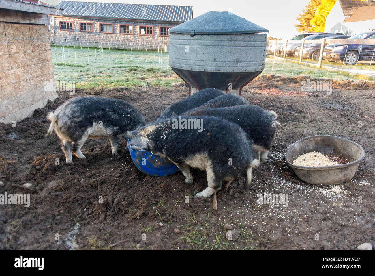 Mangalica Pigs feeding on a farm in Freeport, Maine Stock Photo - Alamy