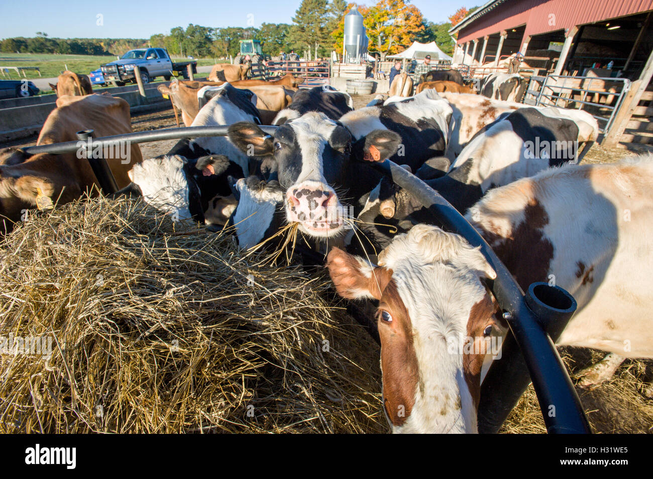 Dairy cattle on a farm i Freeport, Maine Stock Photo - Alamy