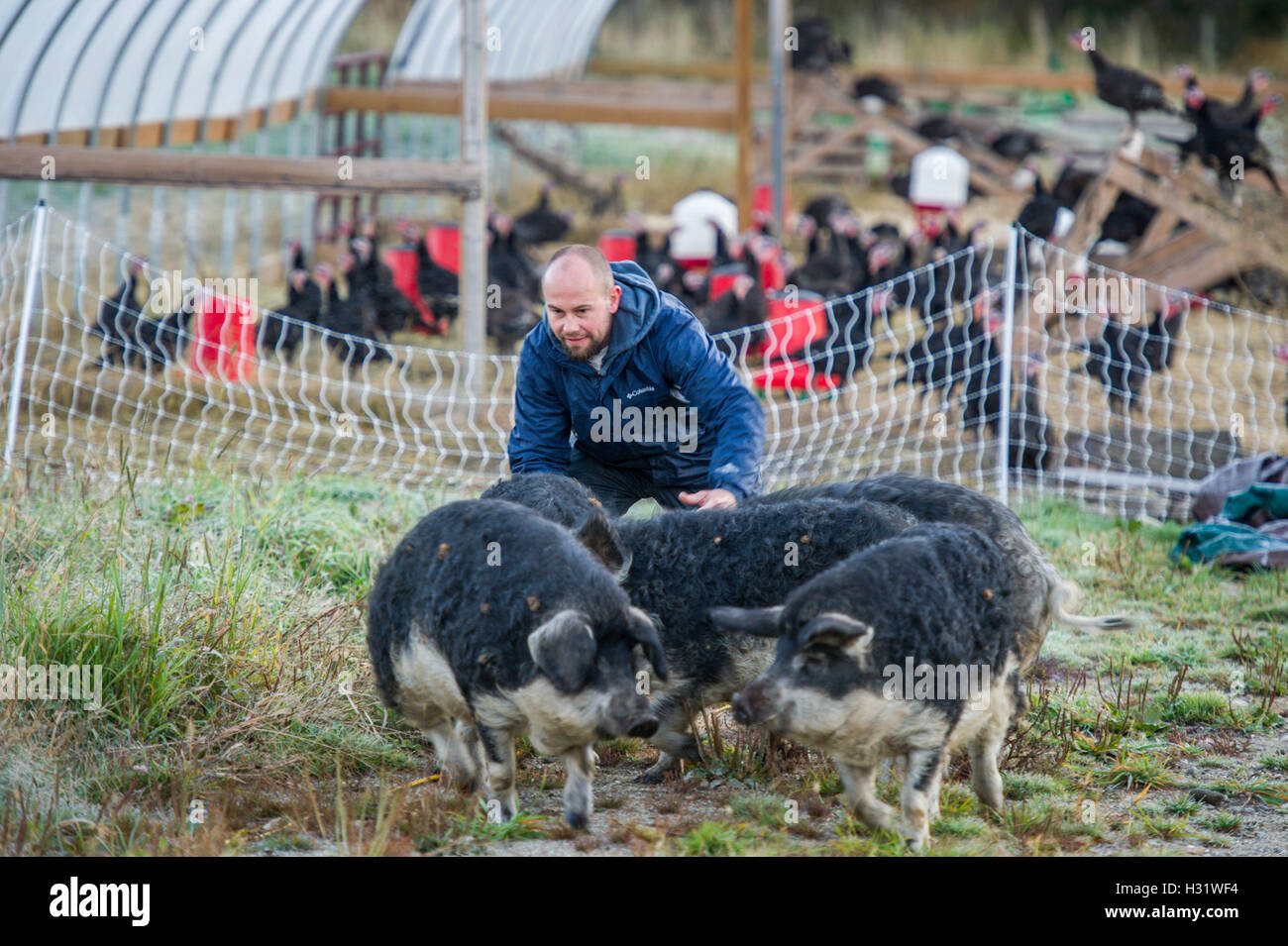 Mangalica Pigs with a farmer in Freeport, Maine Stock Photo - Alamy