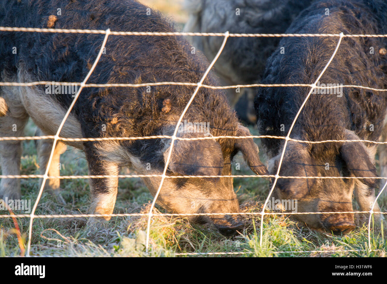 Mangalica Pigs on a farm in Freeport, Maine Stock Photo - Alamy