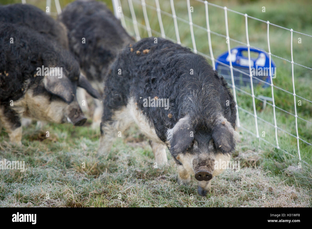 Mangalica Pigs on a farm in Freeport, Maine Stock Photo - Alamy