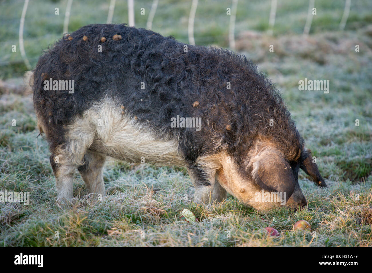Mangalica Pigs on a farm in Freeport, Maine Stock Photo - Alamy