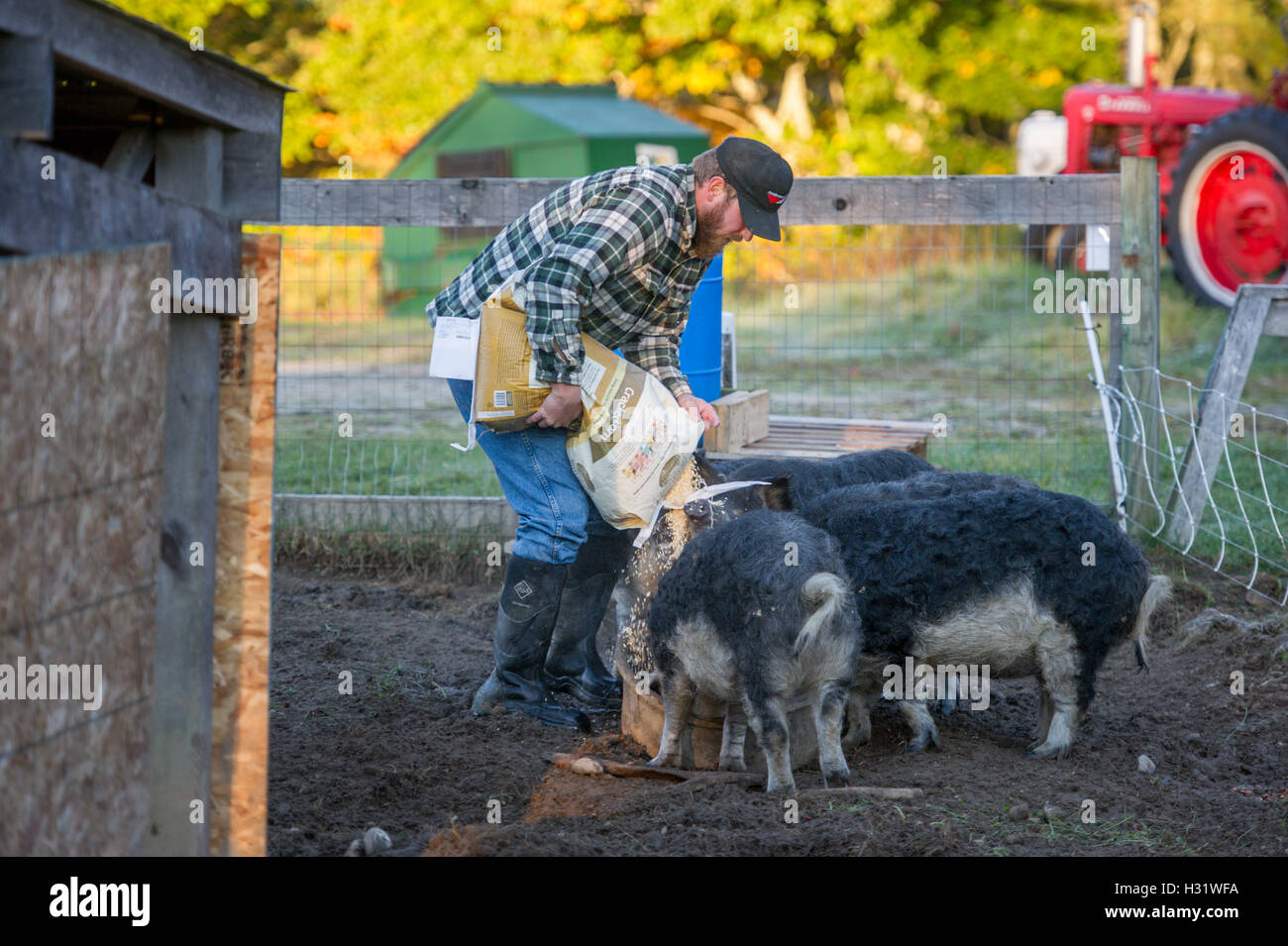 Mangalica Pigs feeding on a farm in Freeport, Maine Stock Photo - Alamy